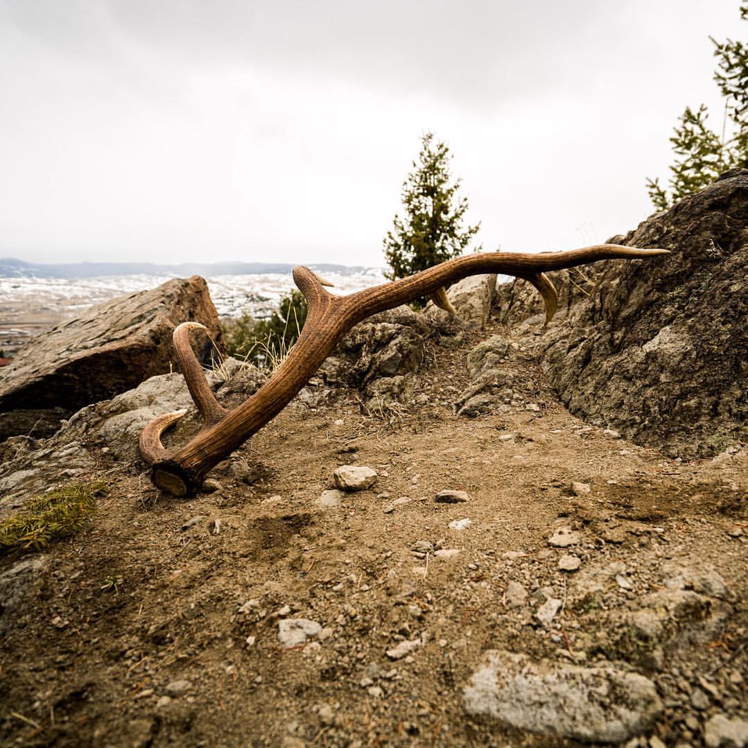 ELK ANTLERS – The Antler Box